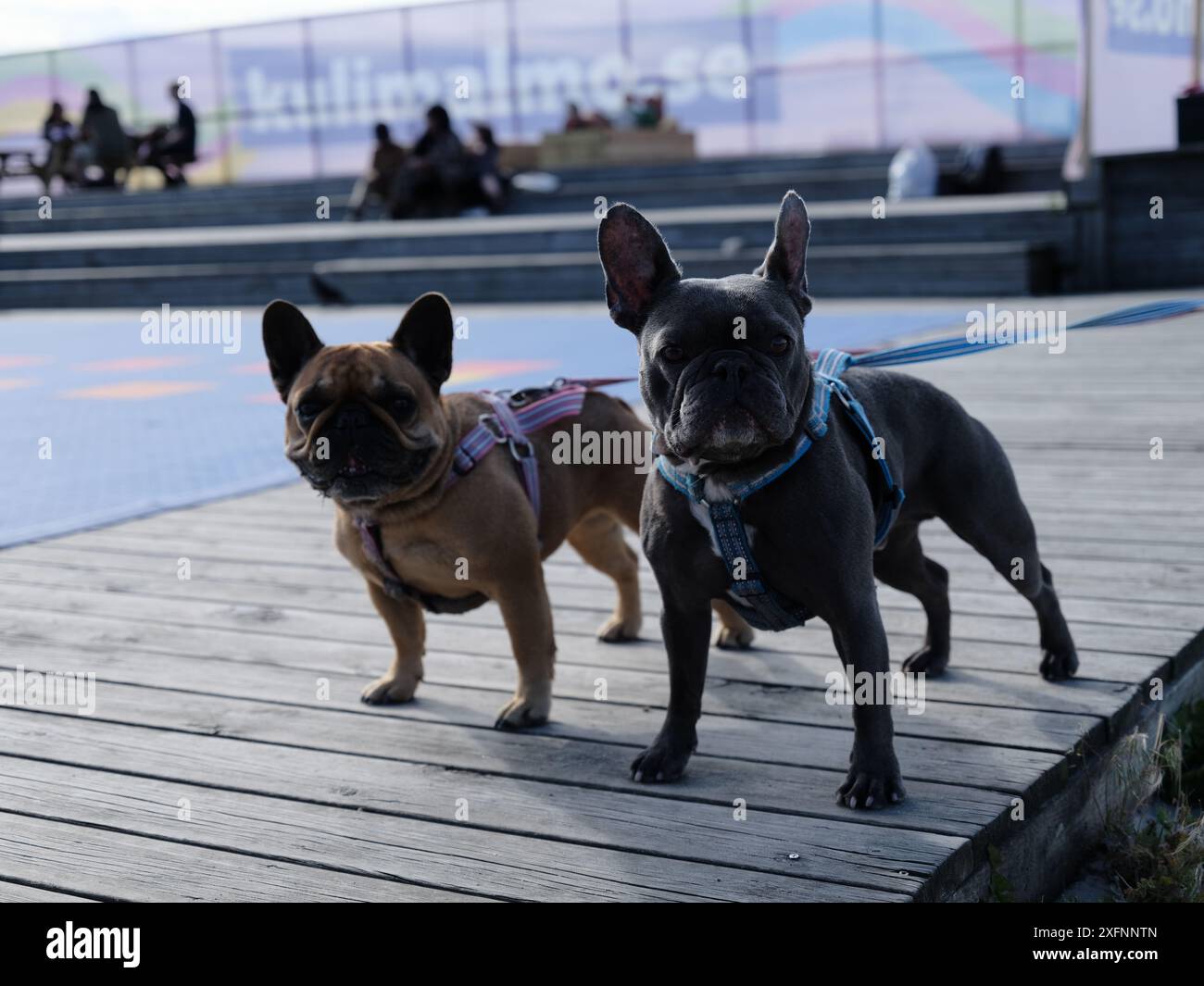 A couple of dogs on the beach in Malmö, Sweden Stock Photo - Alamy