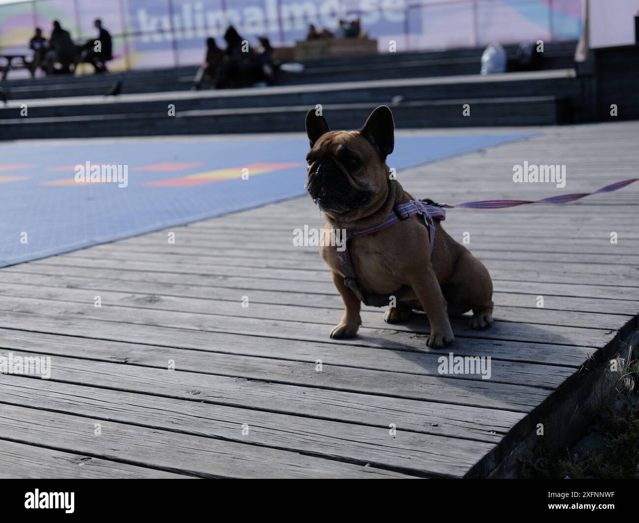 A couple of dogs on the beach in Malmö, Sweden Stock Photo - Alamy
