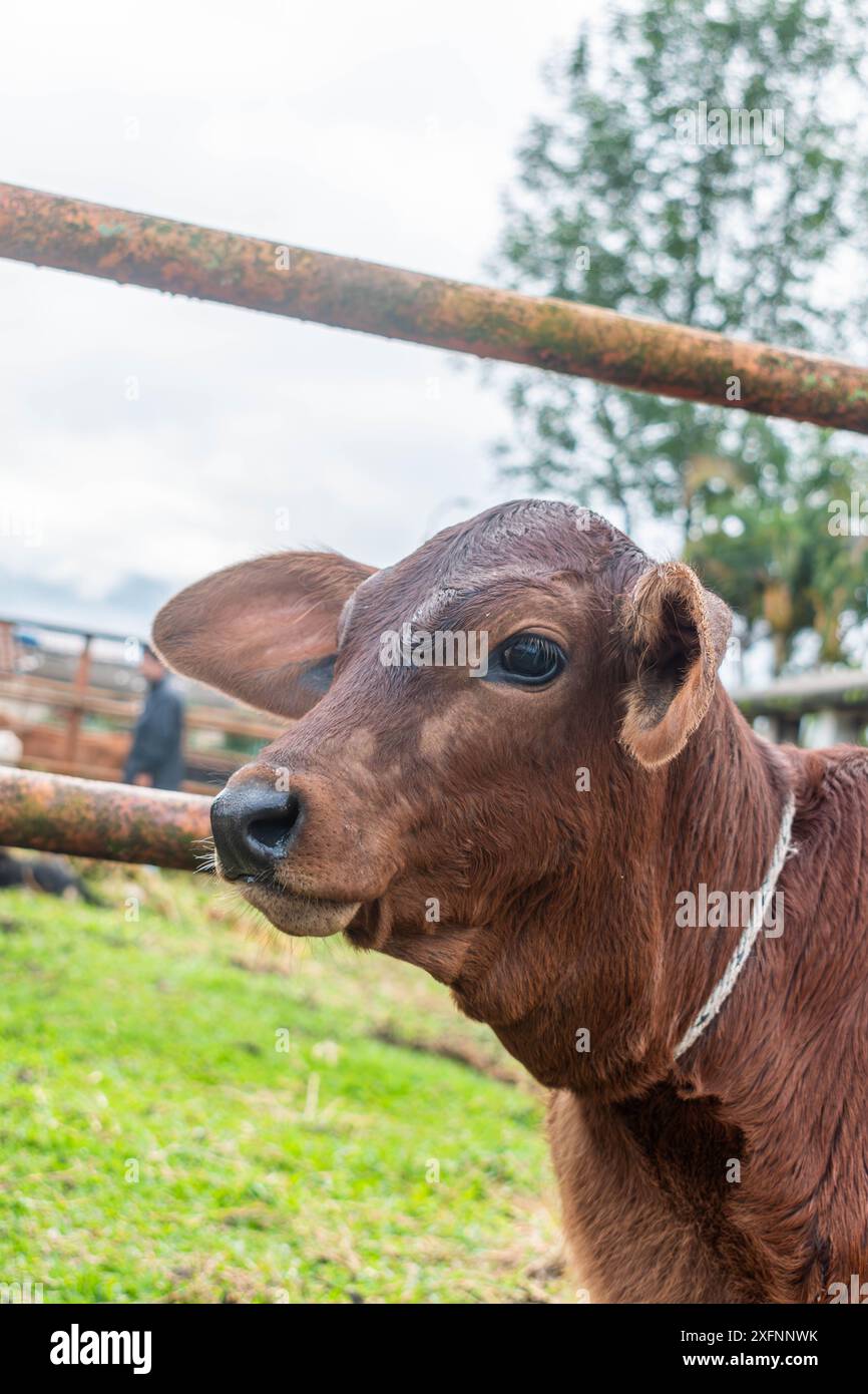 vertical photograph of a Red Brahman calf in close-up on a sunny day ...