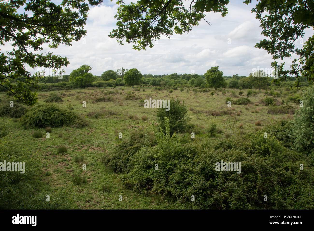 Knepp Castle Estate - rewilding project. Sussex, UK. June Stock Photo ...