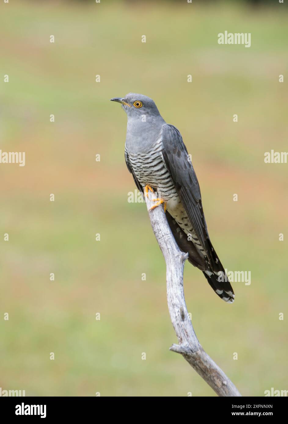 Cuckoo (Cuculus canorus) male. Surrey, UK. June Stock Photo - Alamy