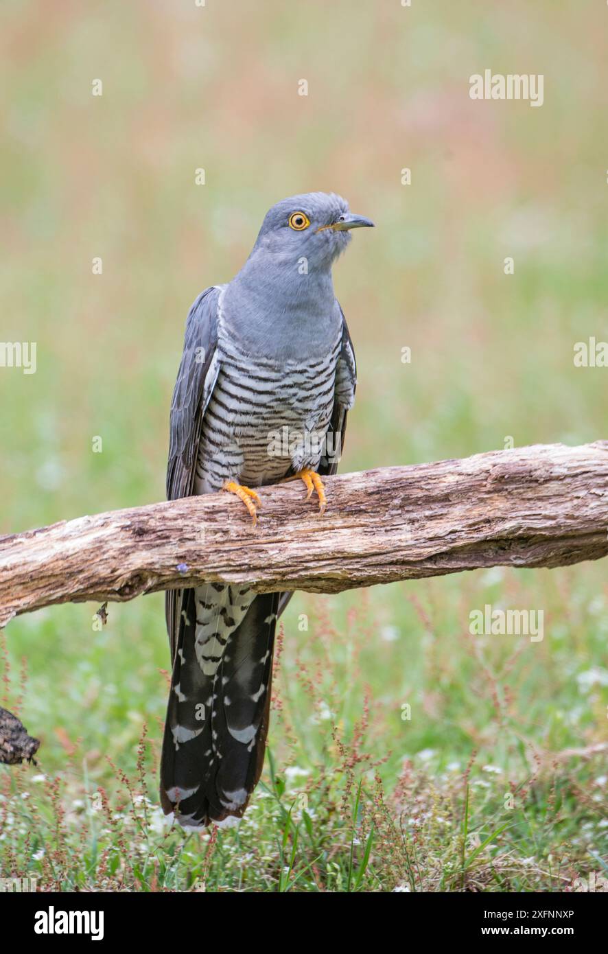 Cuckoo (Cuculus canorus) male. Surrey, UK. June Stock Photo - Alamy