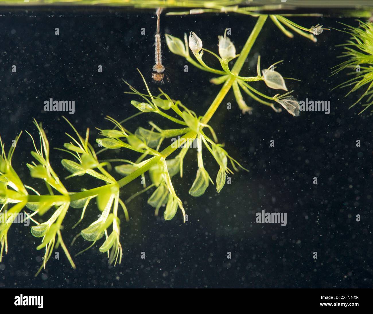 Waterwheel plant (Aldrovanda vesiculosa) a carnivorous aquatic plant ...