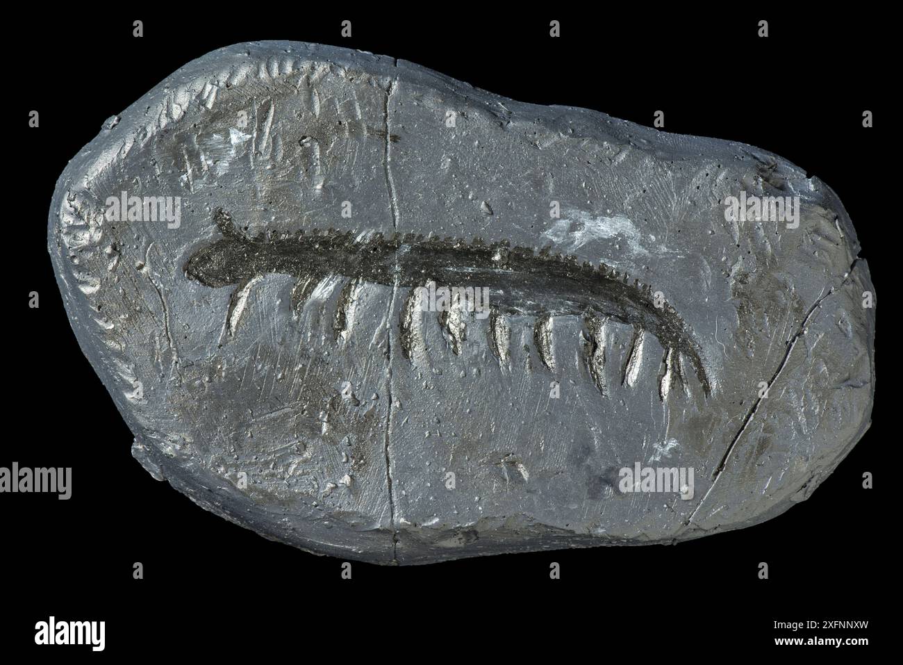 Plaster cast of Fossil (Aysheaia sp) from Middle Cambrian from Burgess ...