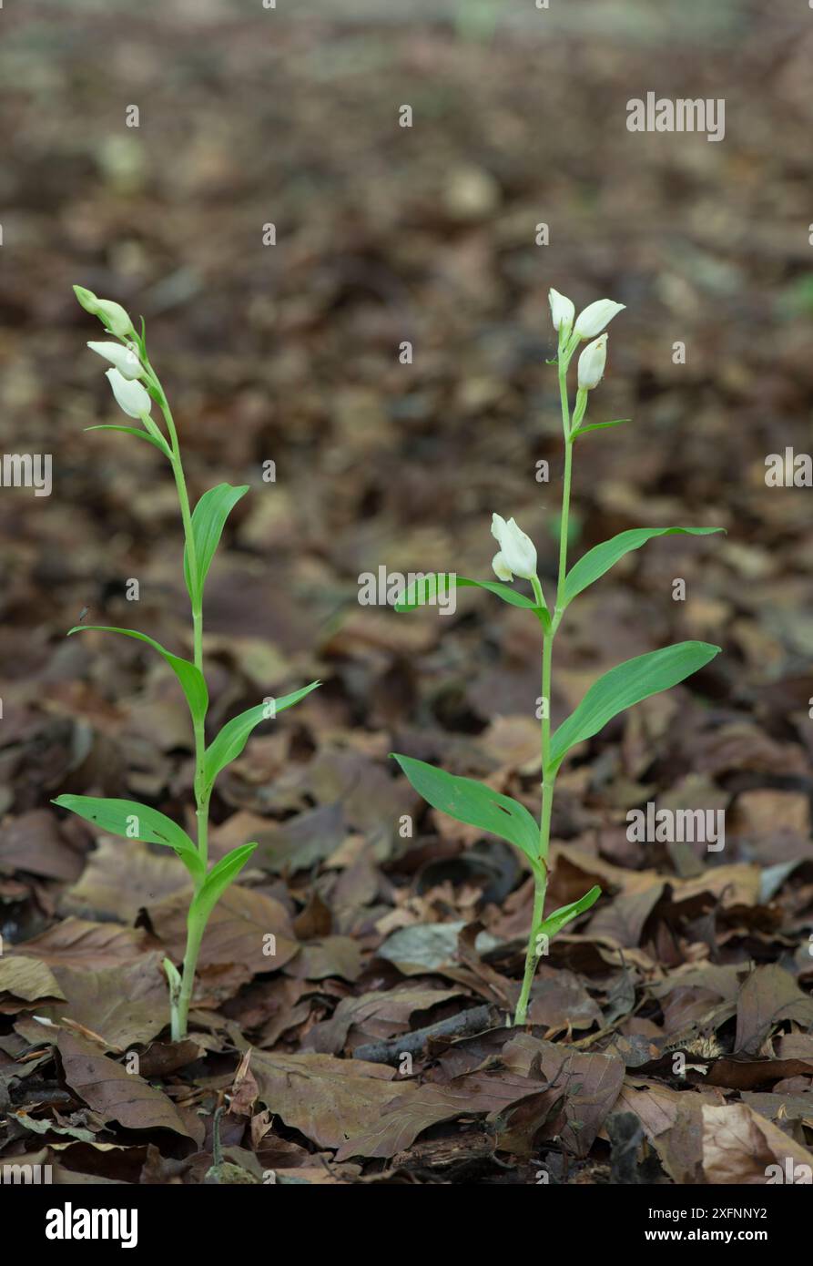White helleborine (Cephalanthera damasonium) Surrey, UK Stock Photo - Alamy