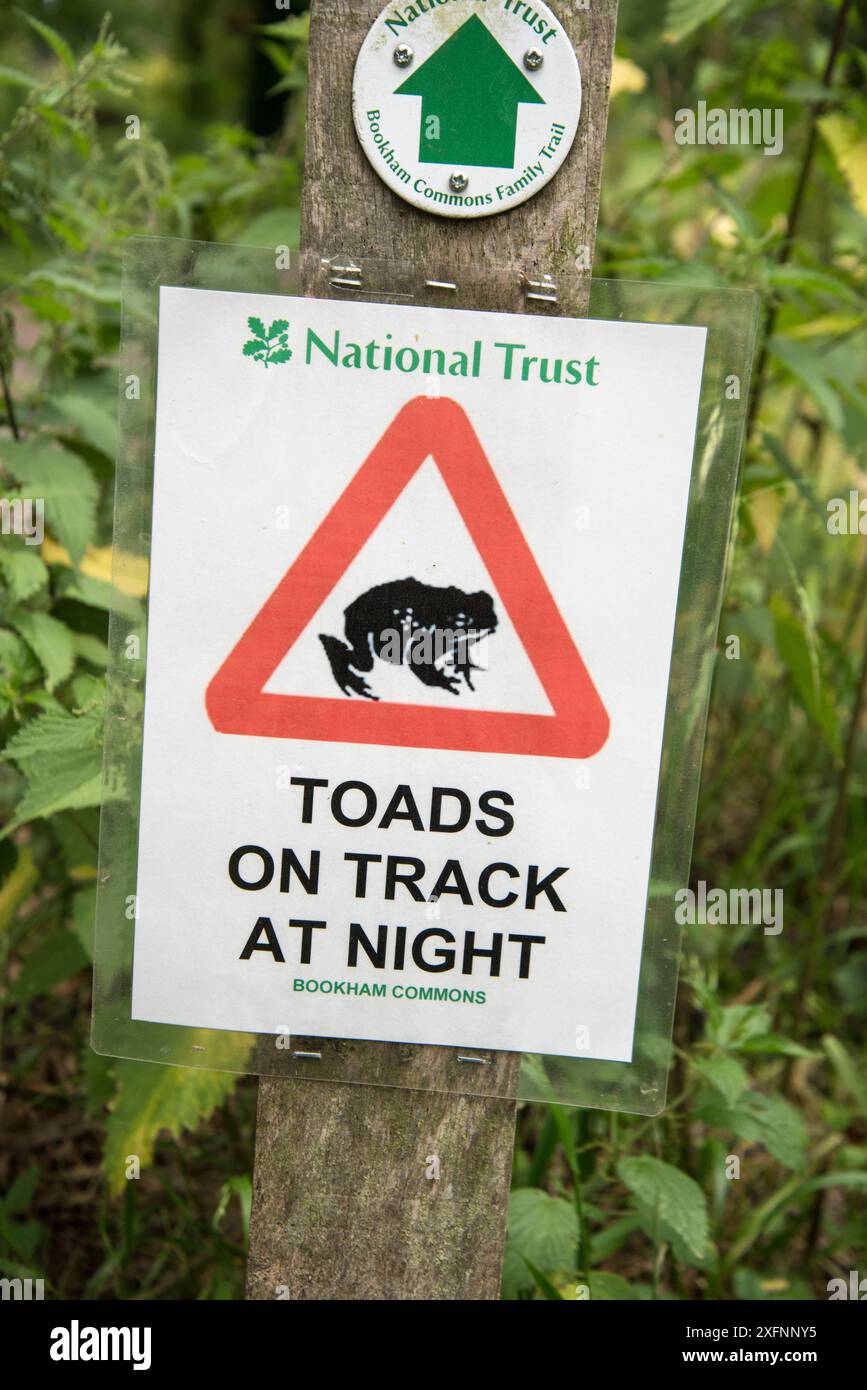 Common toad (Bufo bufo) warning sign erected during breeding season ...