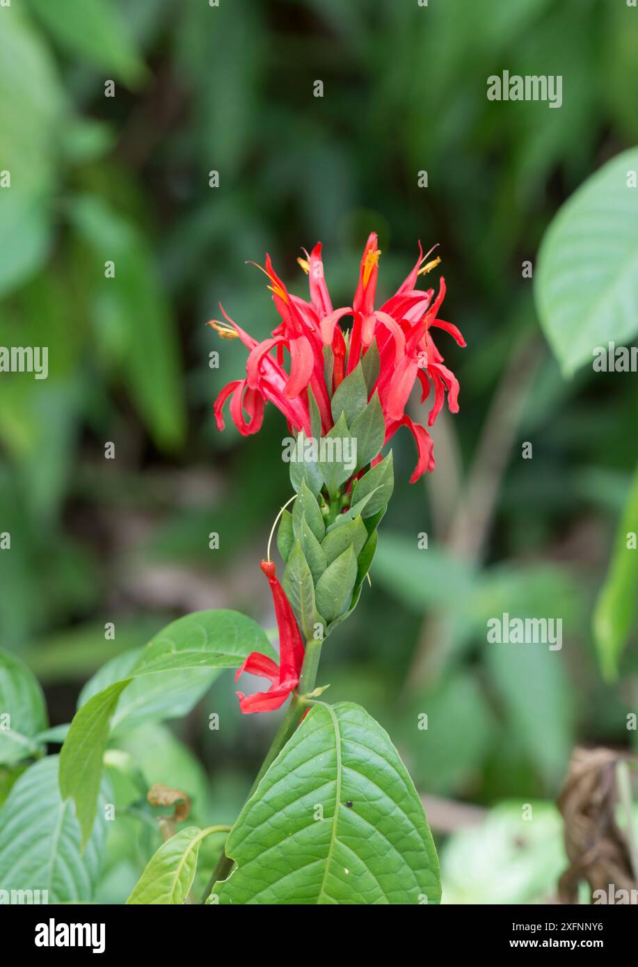 Cardinals guard (Pachystachys coccinea) flowers, Trinidad Stock Photo ...