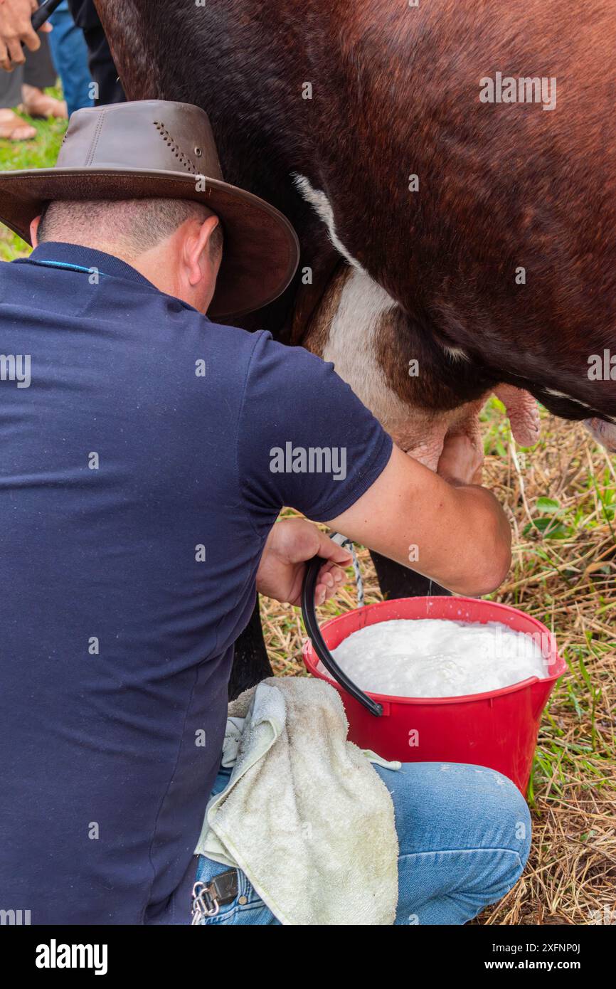 Mogotes, Santander, Colombia, June 28, 2024, a man milks a cow while ...