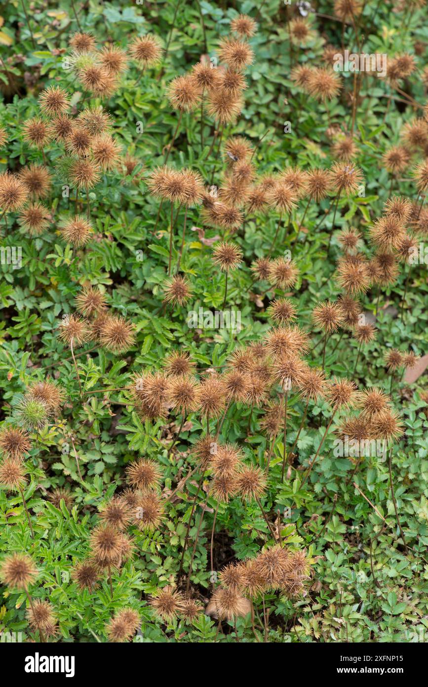 Biddy australia hi-res stock photography and images - Alamy