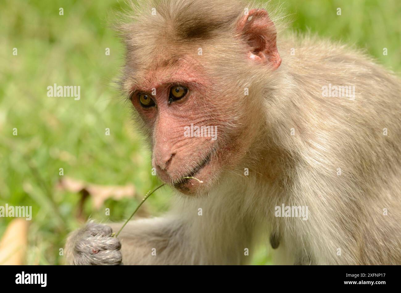 Bonnet macaque ( Macaca radiata) feeding, Bandipur Tiger Reserve ...