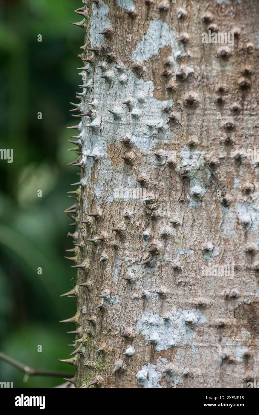 Sandbox tree (Hura crepitans) detail of bark, Trinidad Stock Photo - Alamy