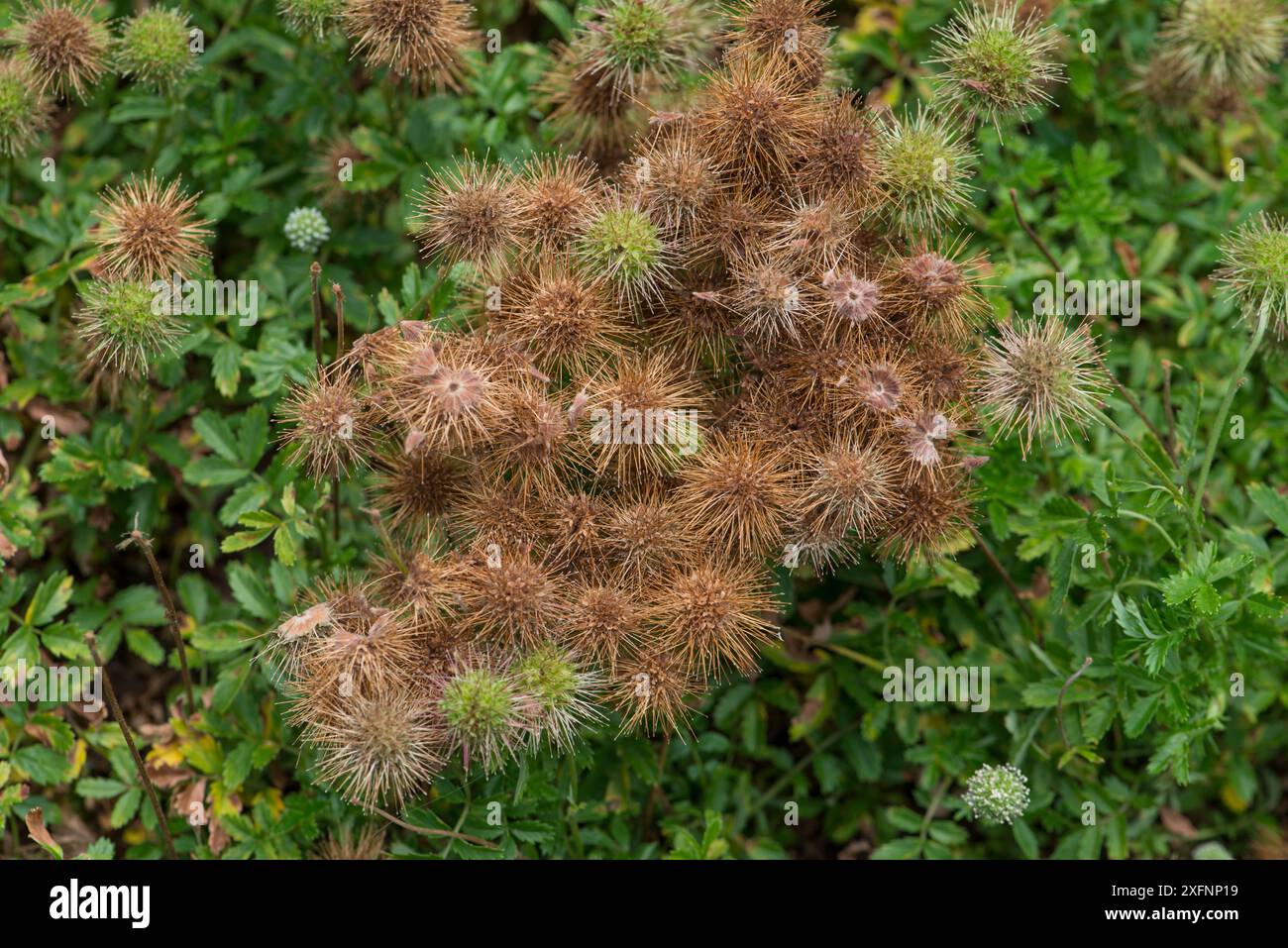 Biddy australia hi-res stock photography and images - Alamy