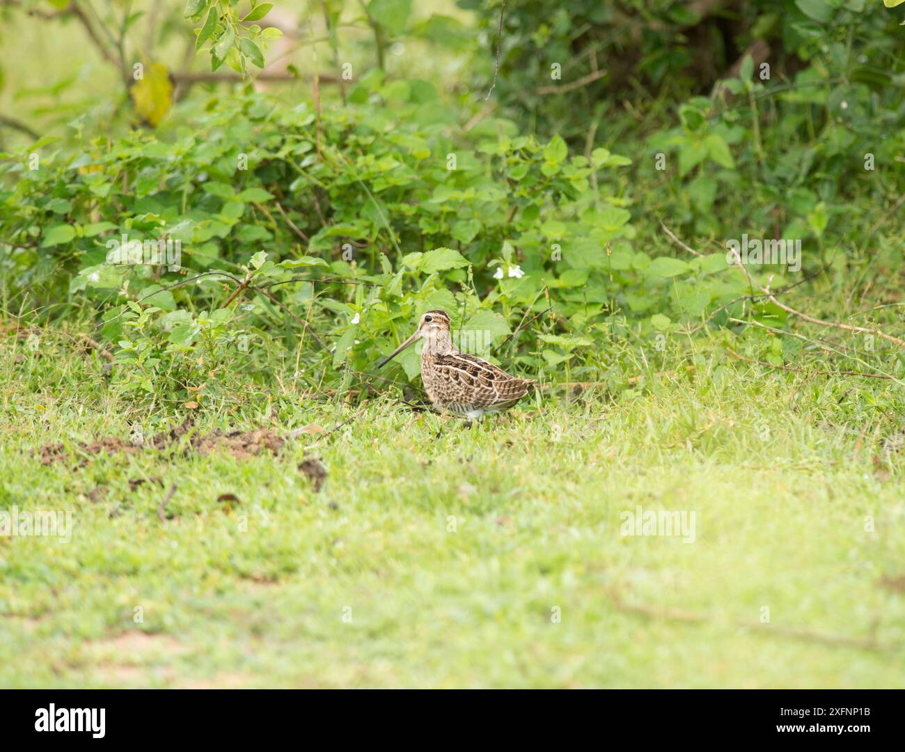 Pin-tailed snipe (Gallinago stemura), Yala National Park, Sri Lanka ...