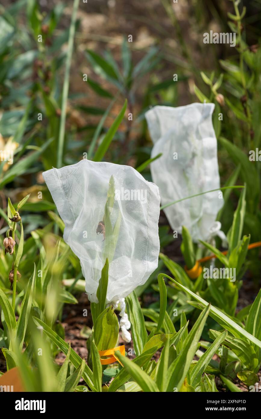 Collecting seed for the Millennium Seed Bank. Kew Gardens, Surrey, UK ...
