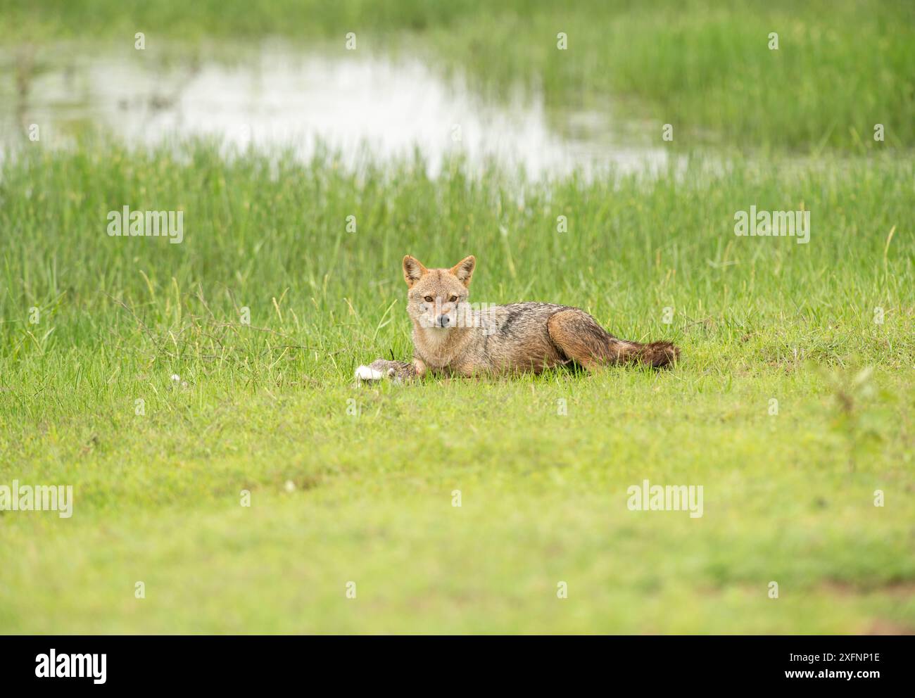 Golden jackal (Canis aureus) with Black-naped hare (Lepus nigricollis ...