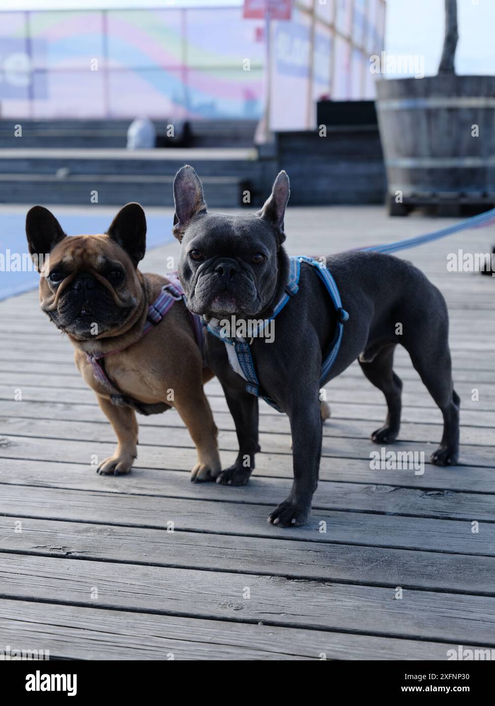 A couple of dogs on the beach in Malmö, Sweden Stock Photo - Alamy