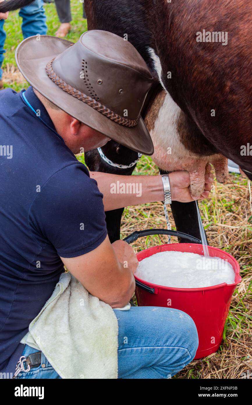 Mogotes, Santander, Colombia, June 28, 2024, a man milks a cow while ...