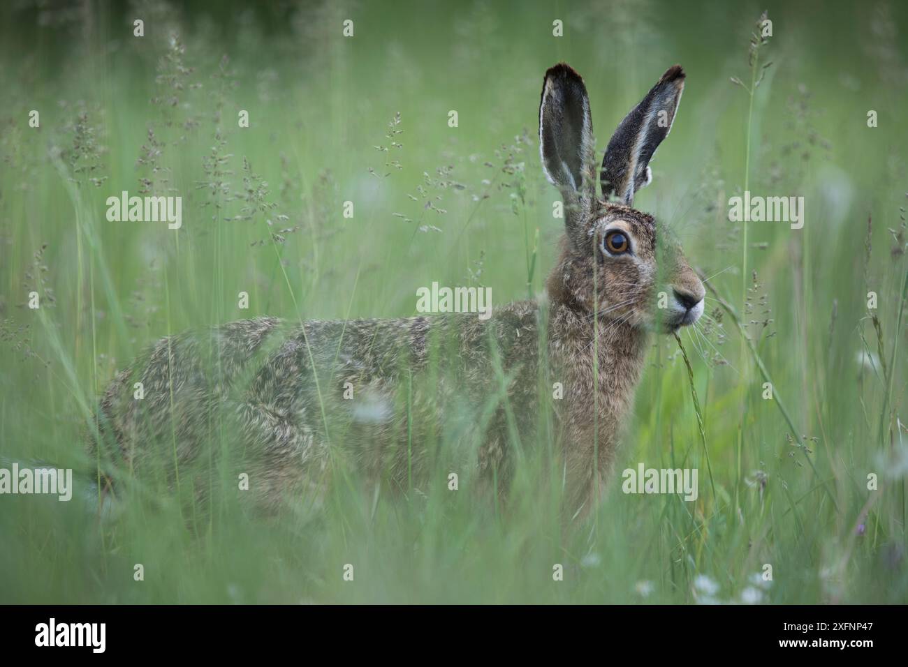 European hare (Lepus europaeus), standing alert in long grass, Burgundy ...