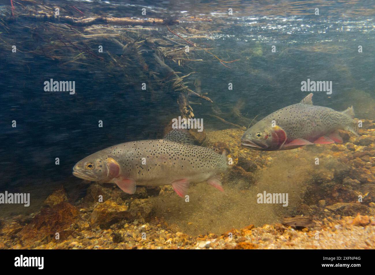 Greenback cutthroat trout (Oncorhynchus clarkii stomias) female fanning ...