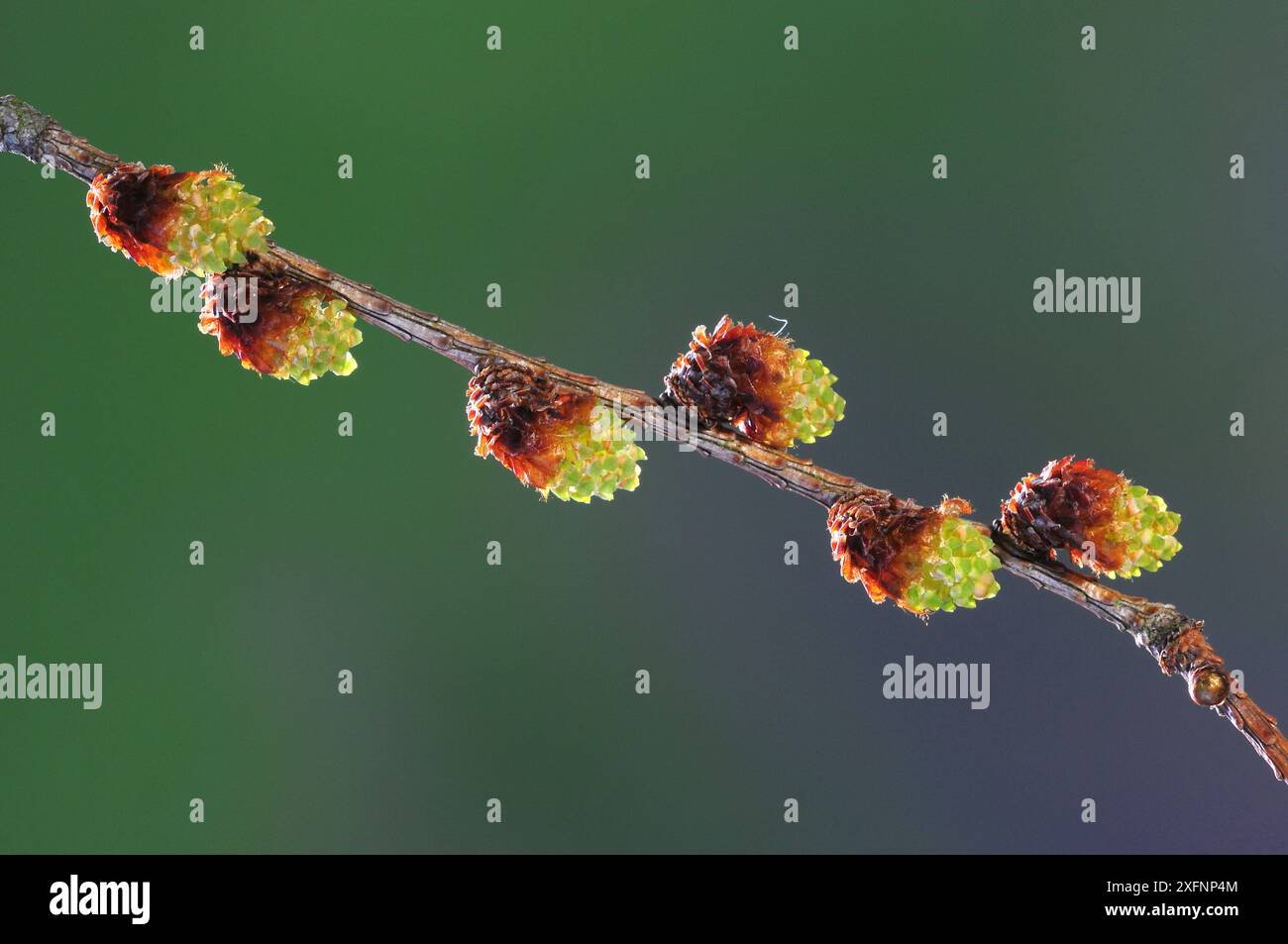 Common larch (Larix decidua) flowers, Dorset, UK, March Stock Photo - Alamy