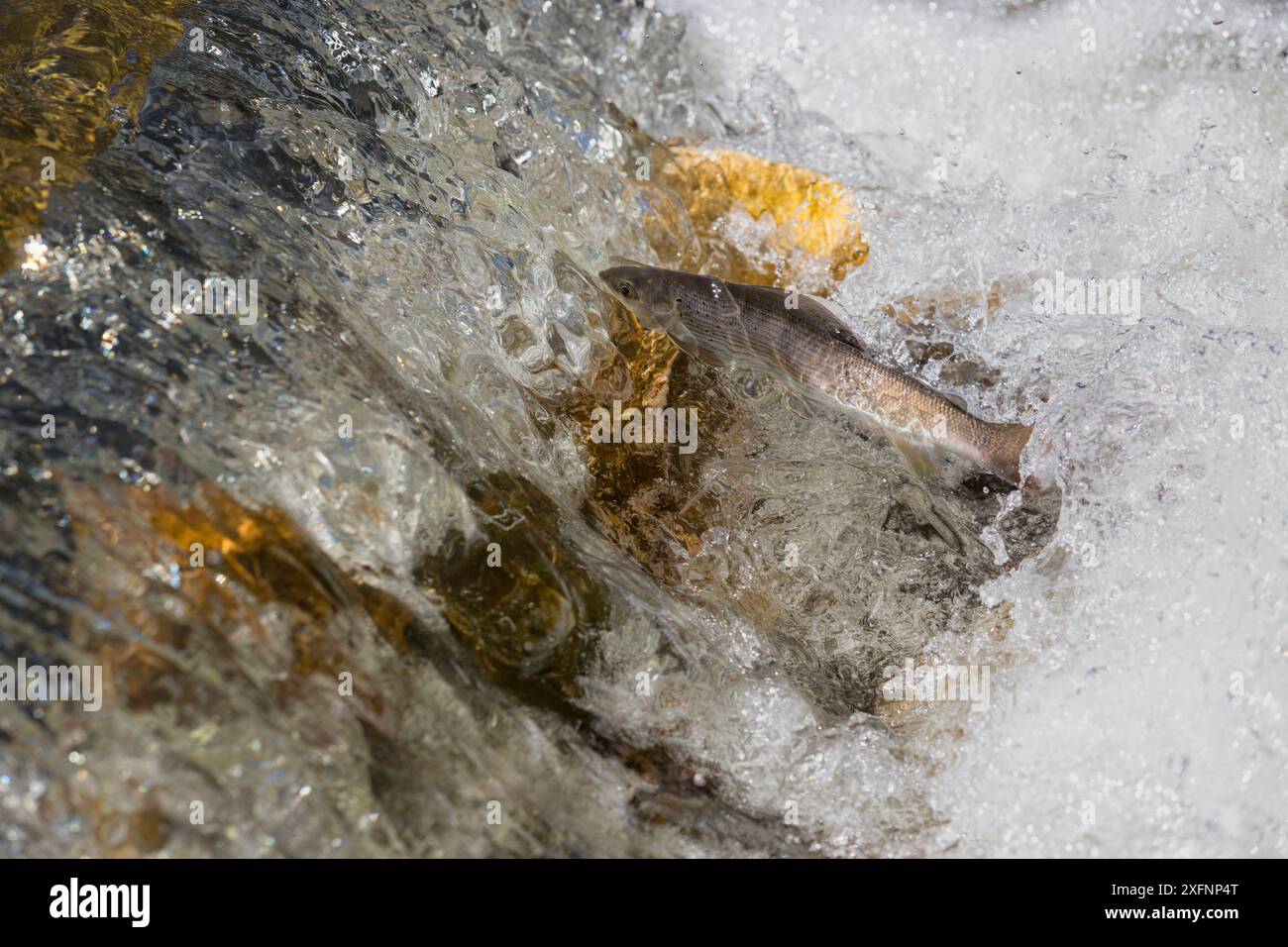 Arctic grayling (Thymallus arcticus) female attempting to swim up a ...