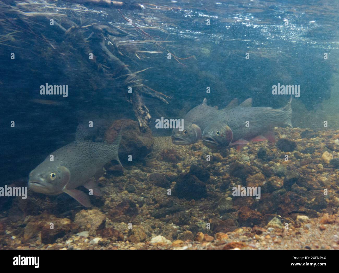 Greenback cut throat trout (Oncorhynchus clarkii stomias) Bear Creek ...