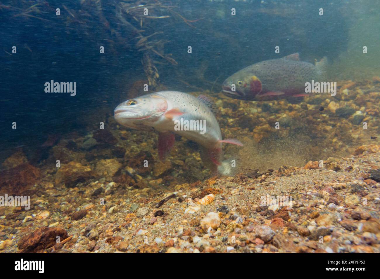 Redd fish hi-res stock photography and images - Alamy
