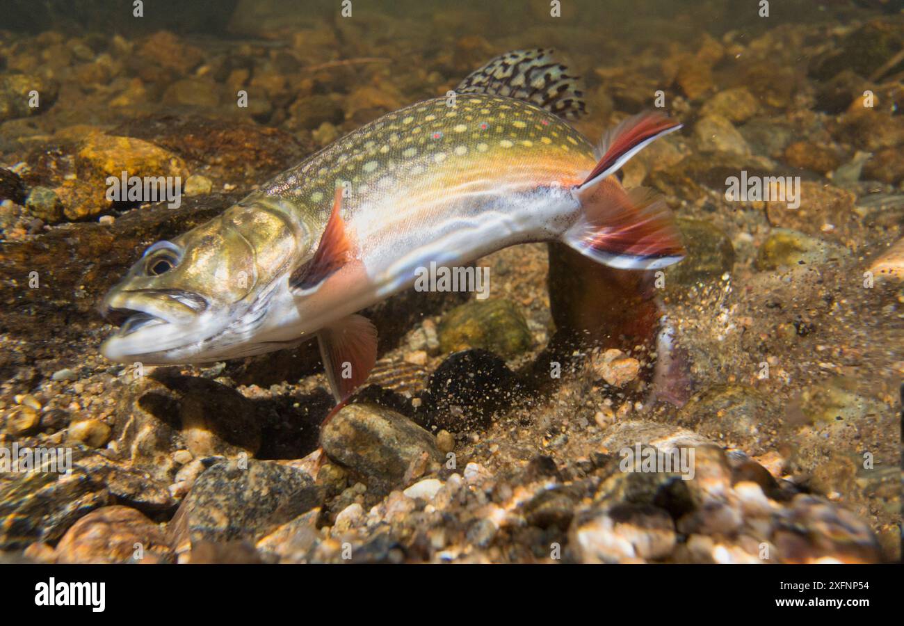 Brook trout (Salvelinus fontinalis) female fanning her tail as she digs ...