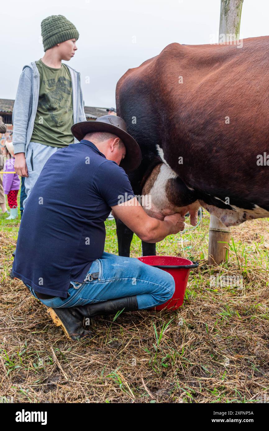Mogotes, Santander, Colombia, June 28, 2024, a man milks a cow while ...