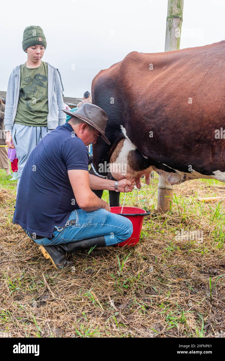 Mogotes, Santander, Colombia, June 28, 2024, a man milks a cow while ...