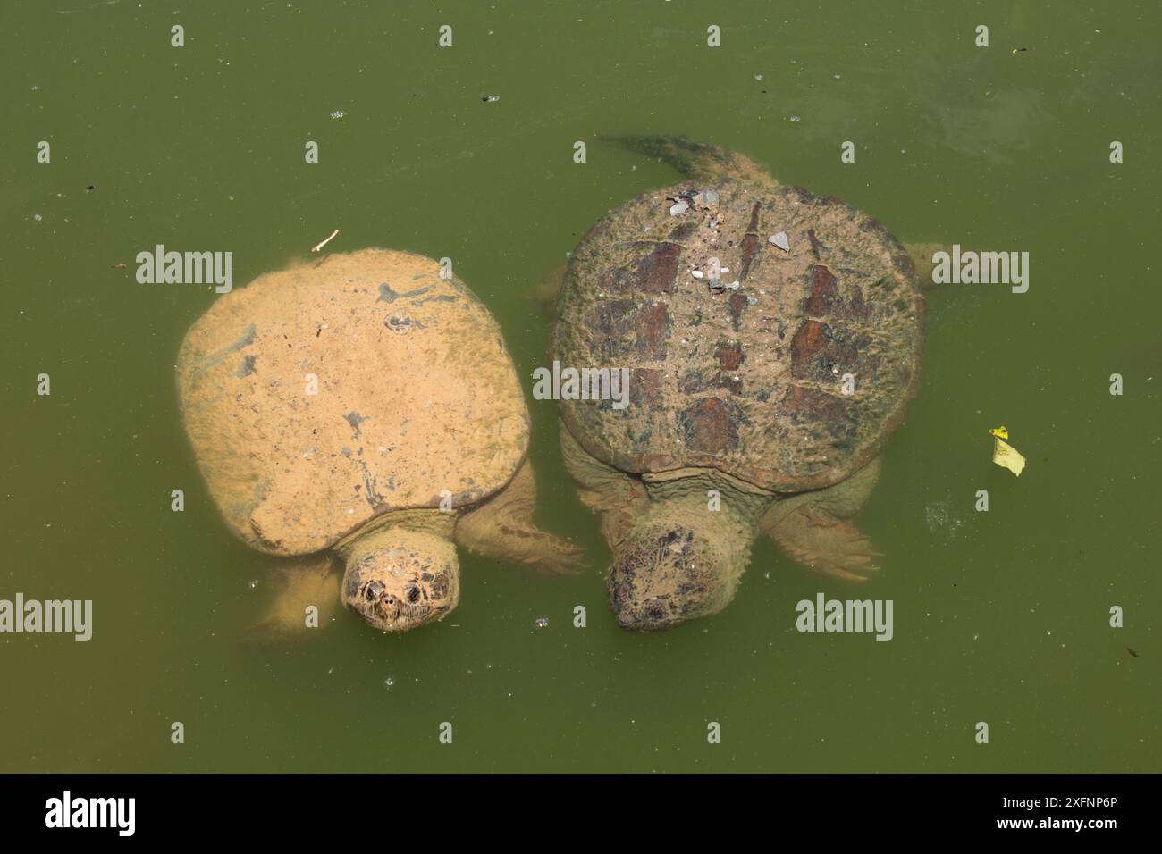 Snapping turtles (Chelydra serpentina) at water surface, Maryland, USA ...