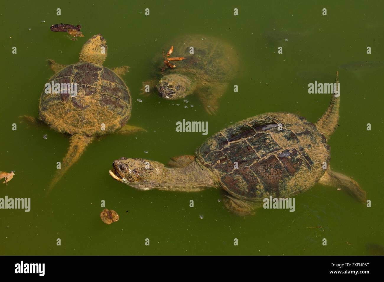 Snapping turtles (Chelydra serpentina) at water surface, Maryland, USA ...