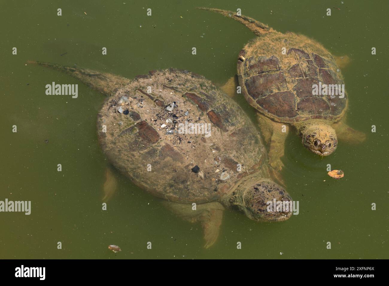 Snapping turtles (Chelydra serpentina) at water surface, Maryland, USA ...