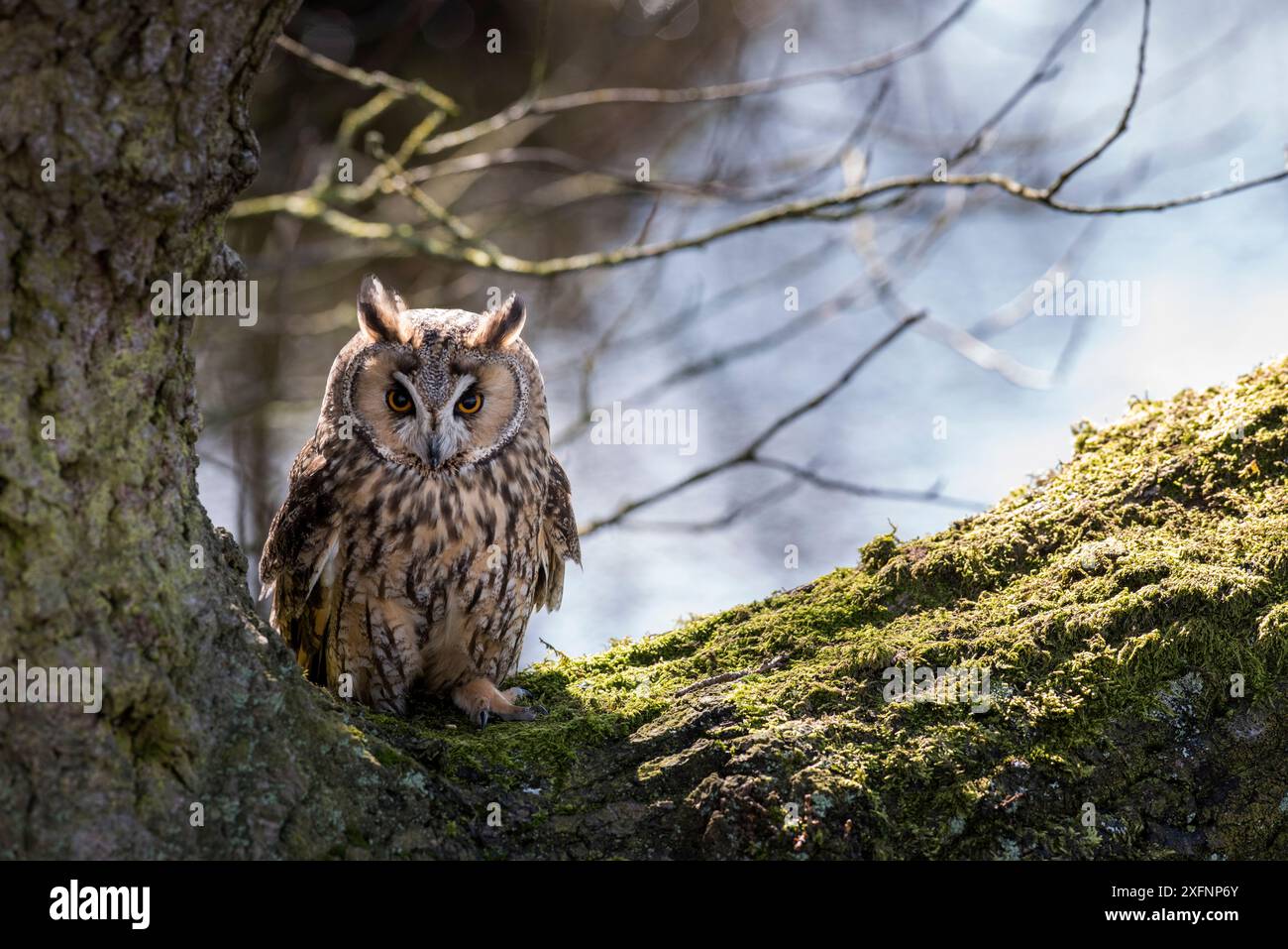 Long eared owls uk hi-res stock photography and images - Alamy