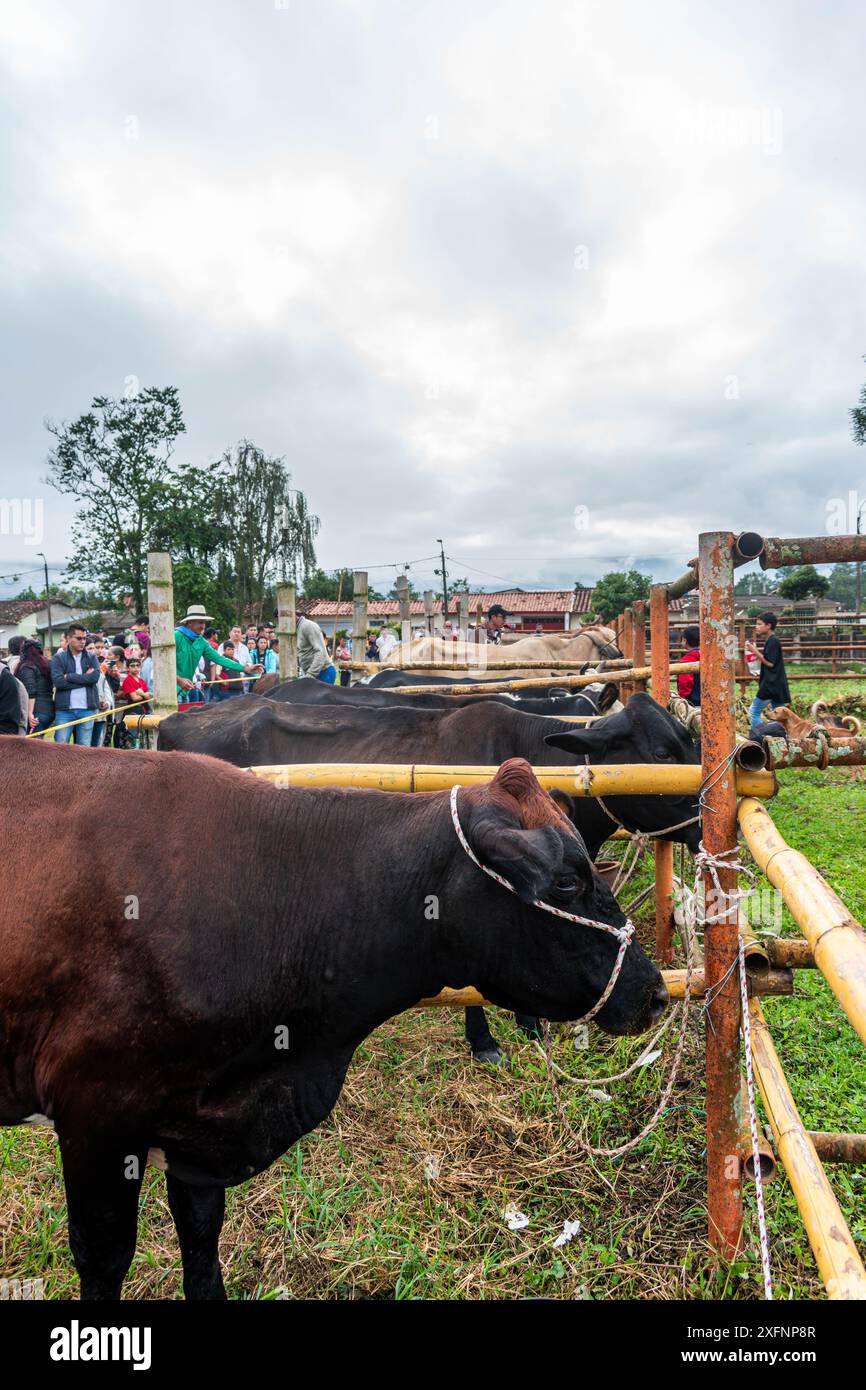 Mogotes, Santander, Colombia, June 28, 2024, several cows ready to be ...