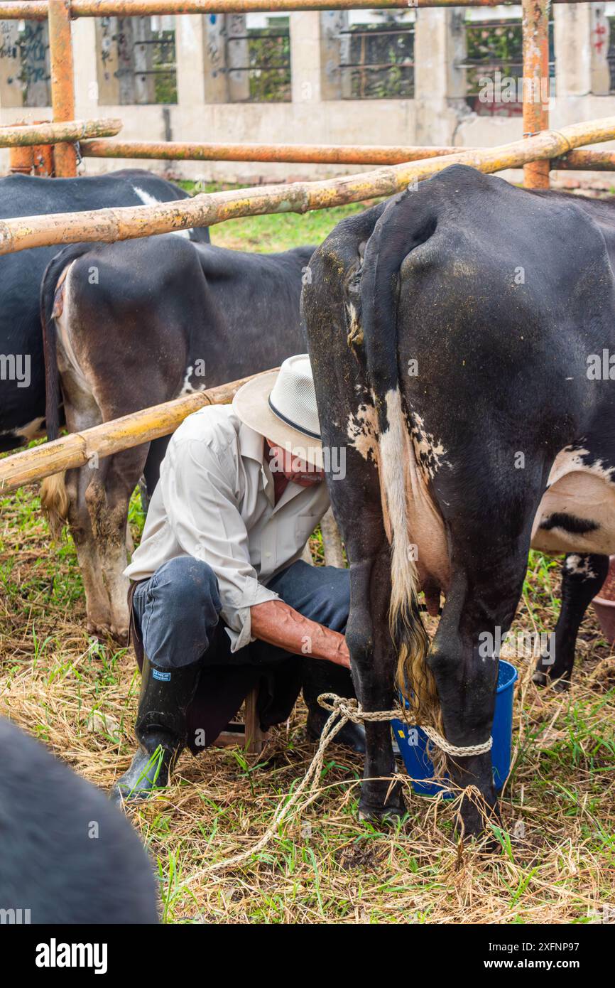 Mogotes, Santander, Colombia, June 28, 2024, an elderly farmer milks a ...