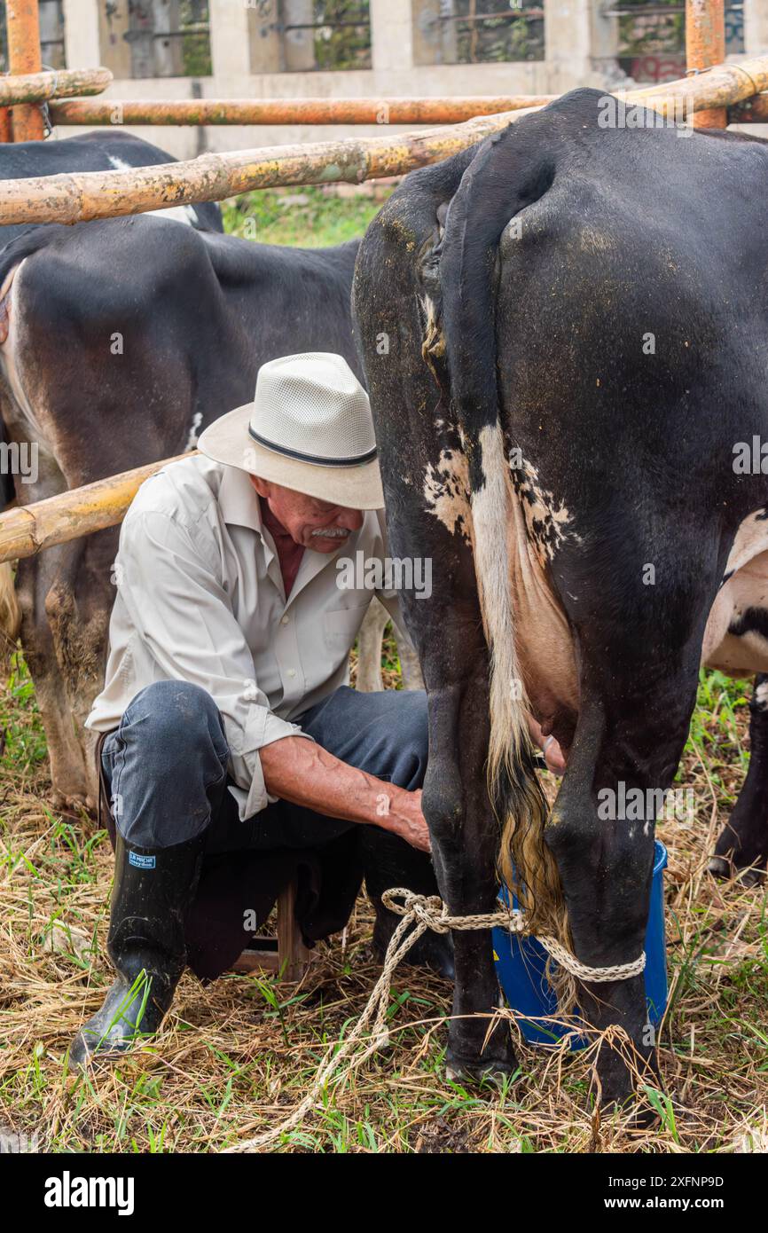 Mogotes, Santander, Colombia, June 28, 2024, an elderly farmer milks a ...