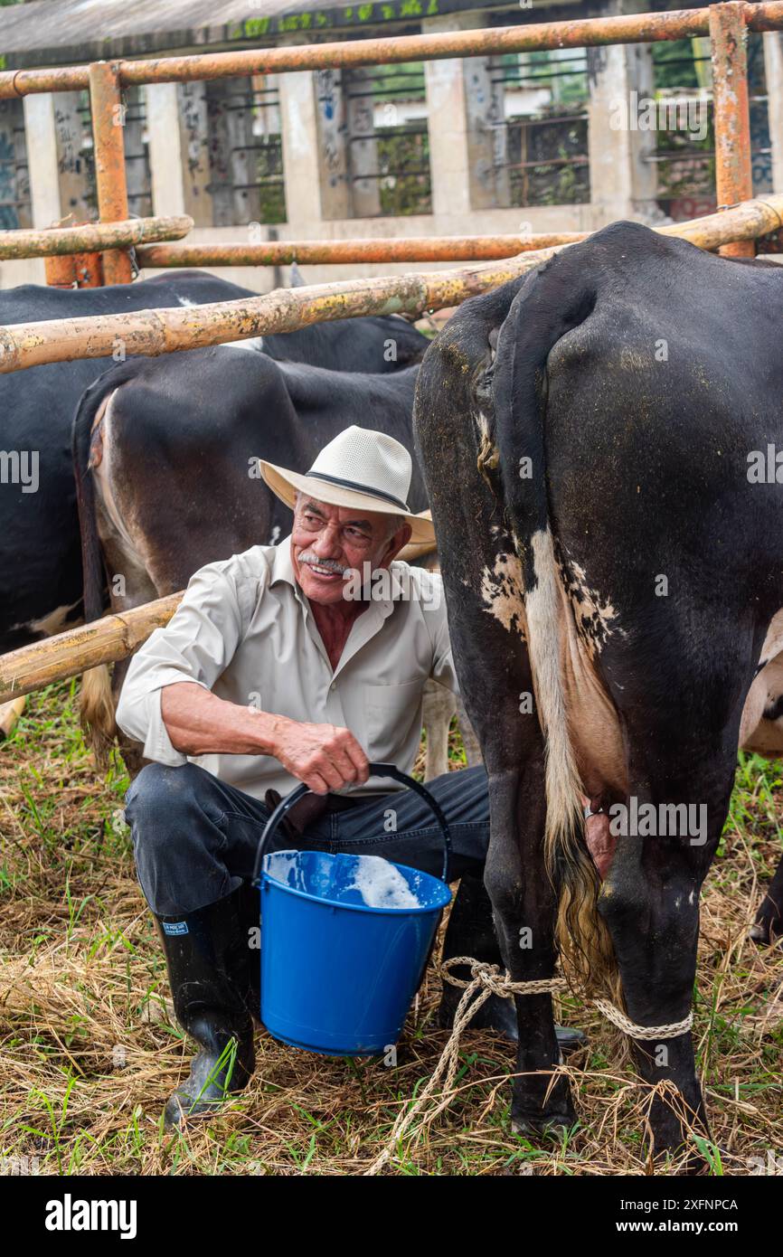 Mogotes, Santander, Colombia, June 28, 2024, an elderly farmer milks a ...