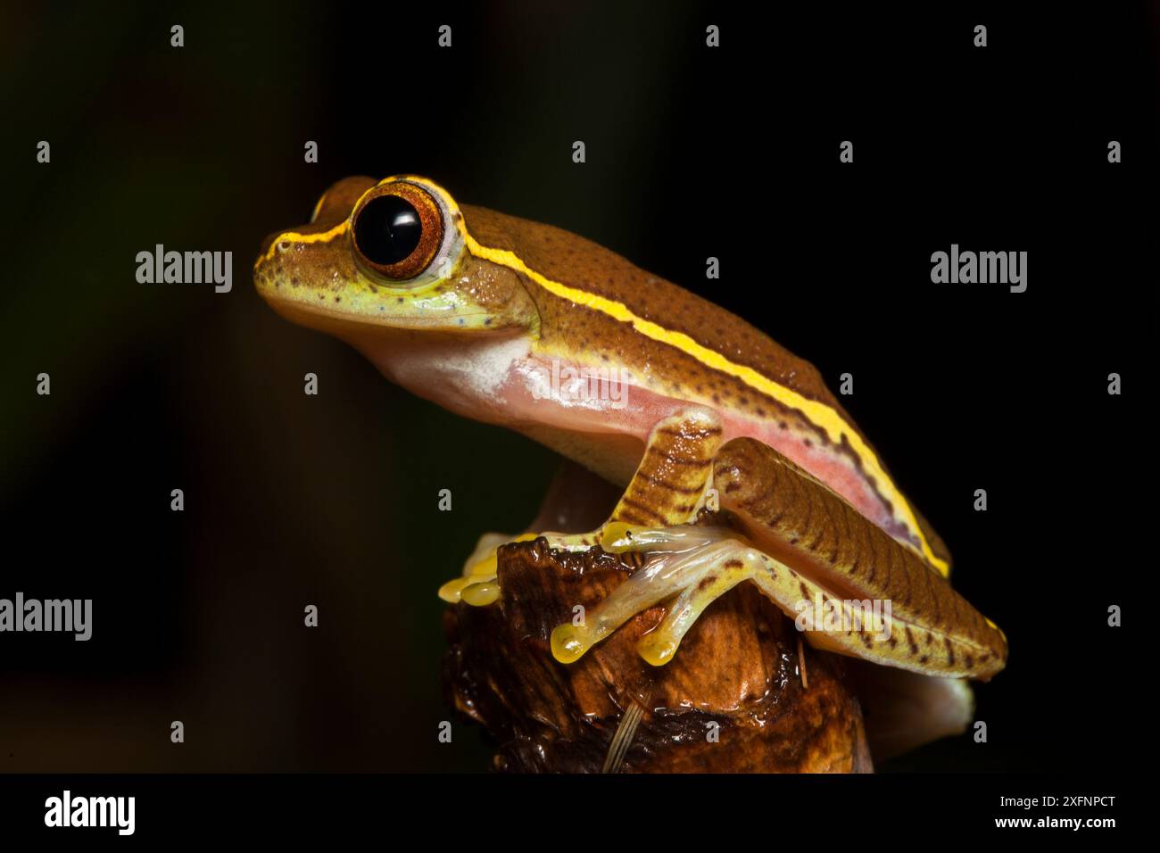 Boulenger's Tree Frog (Rhacophorus lateralis) portrait, Karnatka, India ...