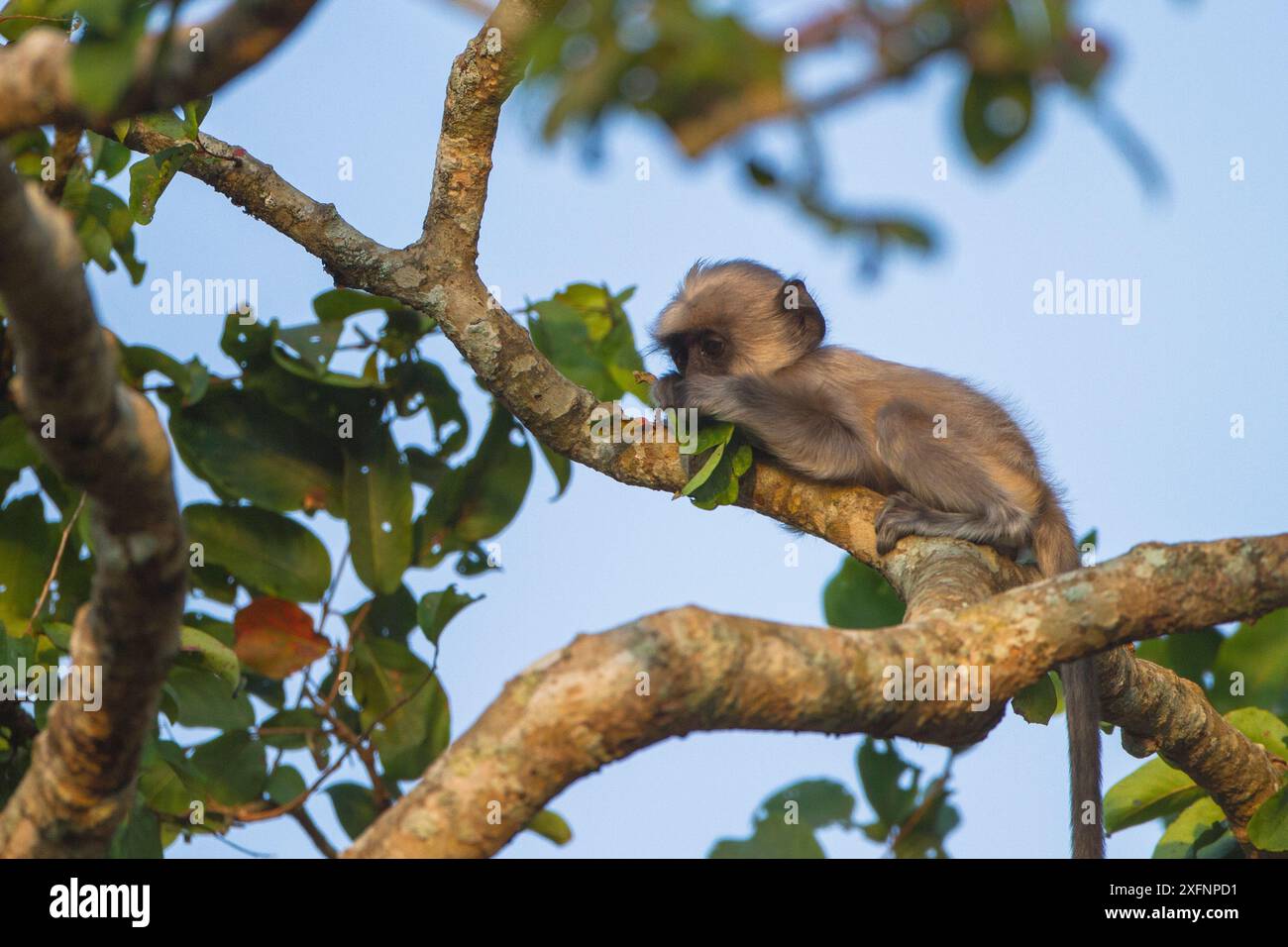 Semnopithecus priam thersites hi-res stock photography and images - Alamy
