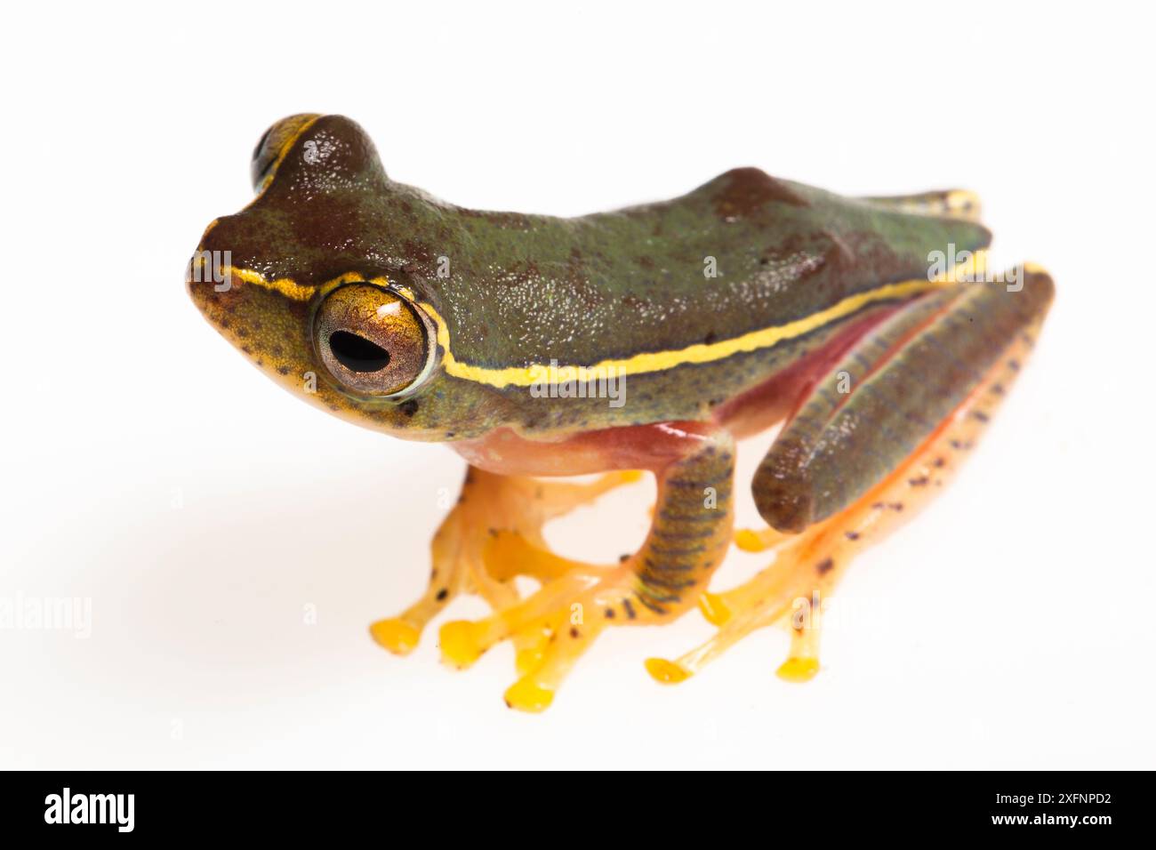Boulenger's Tree Frog (Rhacophorus lateralis) on white background ...
