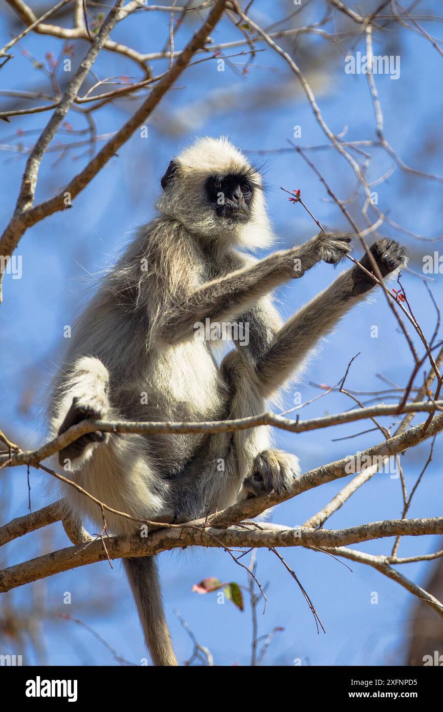 Tufted grey langur (Semnopithecus priam) female foraging in tree ...