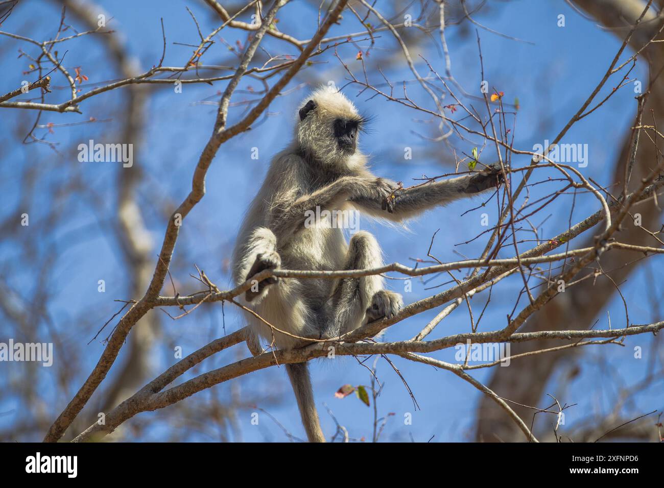 Semnopithecus priam thersites hi-res stock photography and images - Alamy
