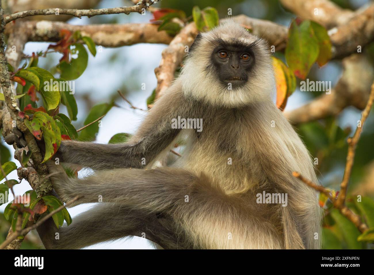Tufted grey langur (Semnopithecus priam) female foraging, Nilgiri ...