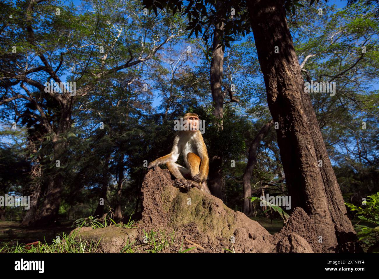 Toque macaque (Macaca sinica sinica) male sitting on a termite mound ...