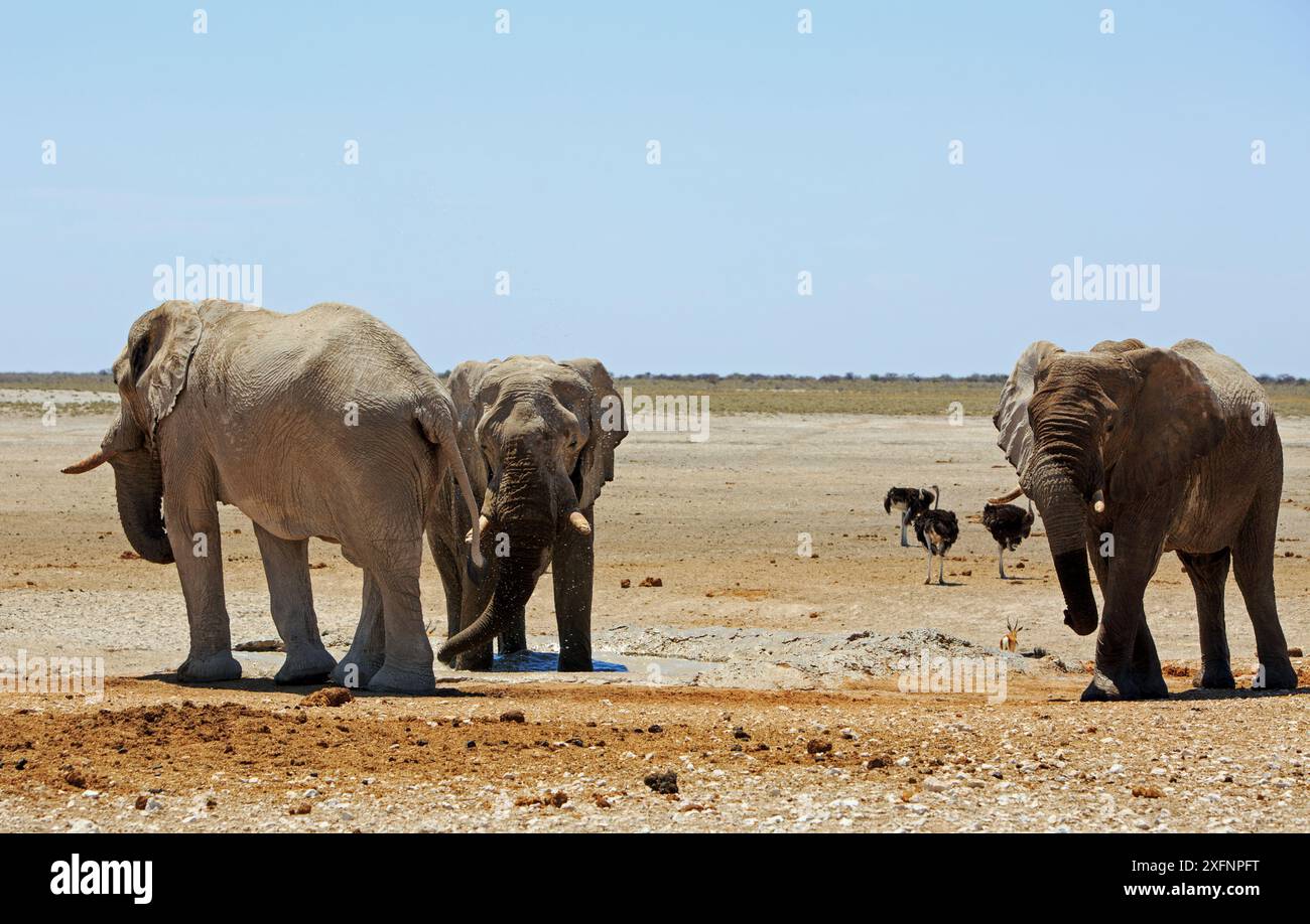 Three Bull Elephants standing on the African Desert with Ostriches in ...