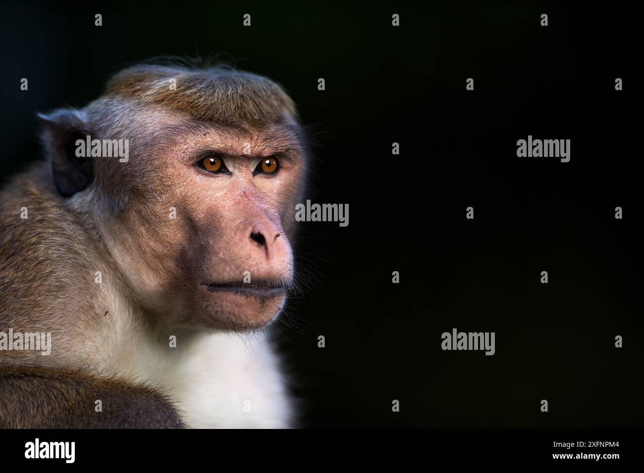 Alpha male portrait hi-res stock photography and images - Alamy
