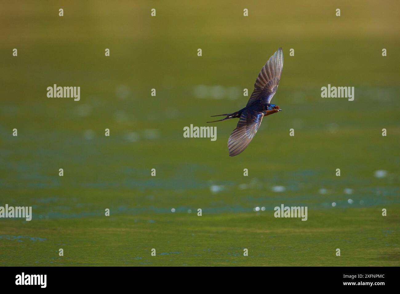 American barn swallow (Hirundo rustica erythrogaster) in flight ...