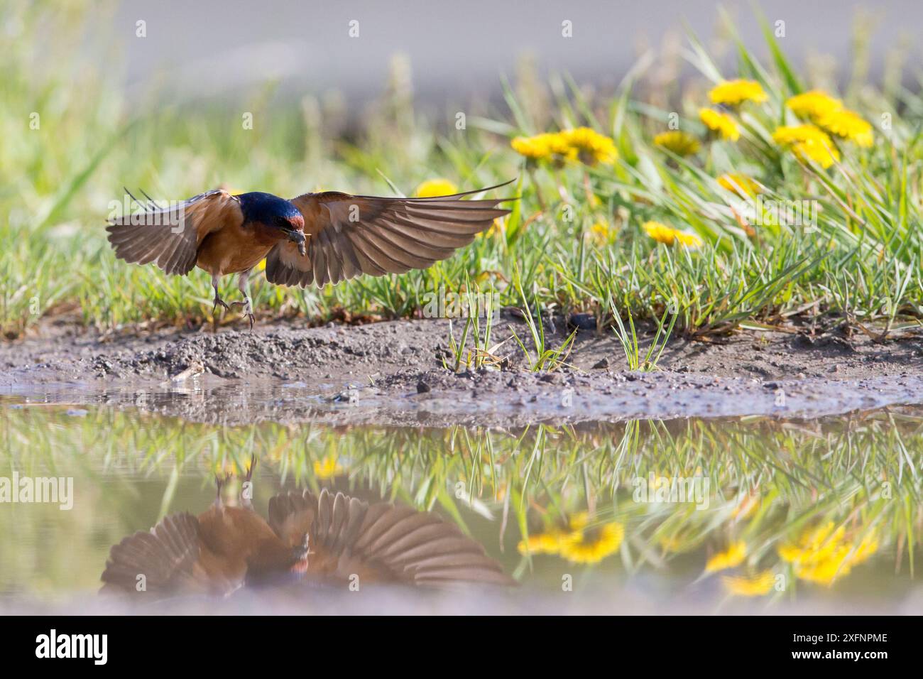 American barn swallow (Hirundo rustica erythrogaster) in flight ...