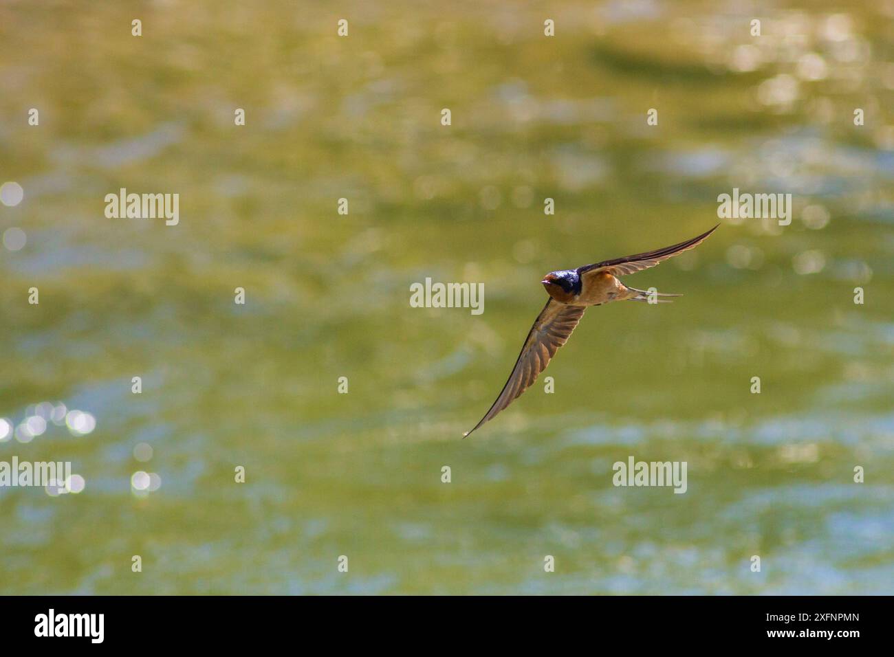 American barn swallow (Hirundo rustica erythrogaster) in flight ...